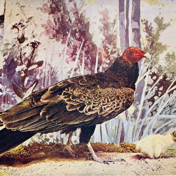 Turkey Vulture Print - Etsy