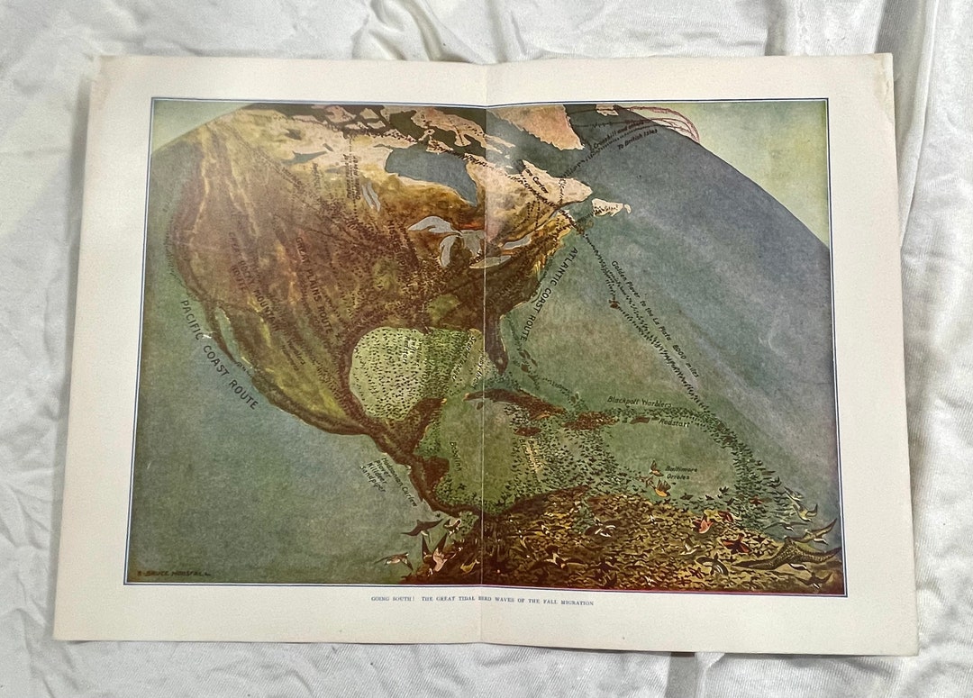 1937 Bird Migration Art Print by Bruce Horsfall - Etsy