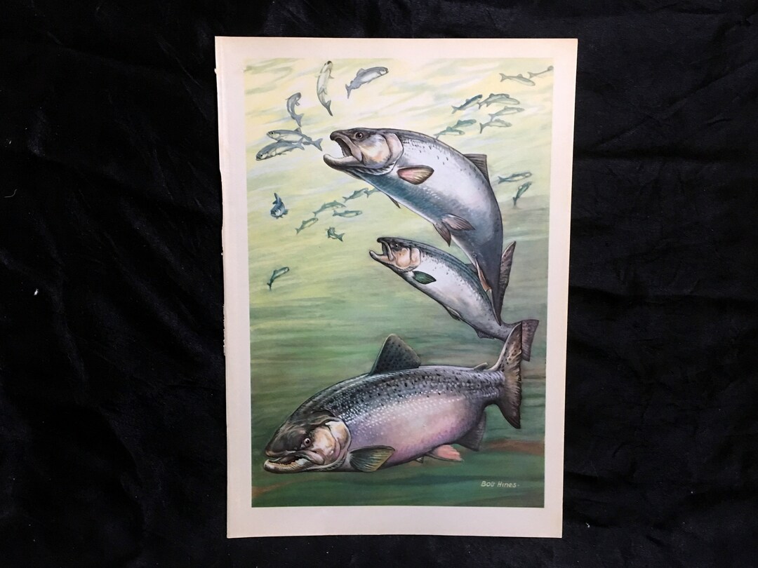 Bob Hines Wildlife Art Print Fish 1946 Chinook and Silver Salmon ...