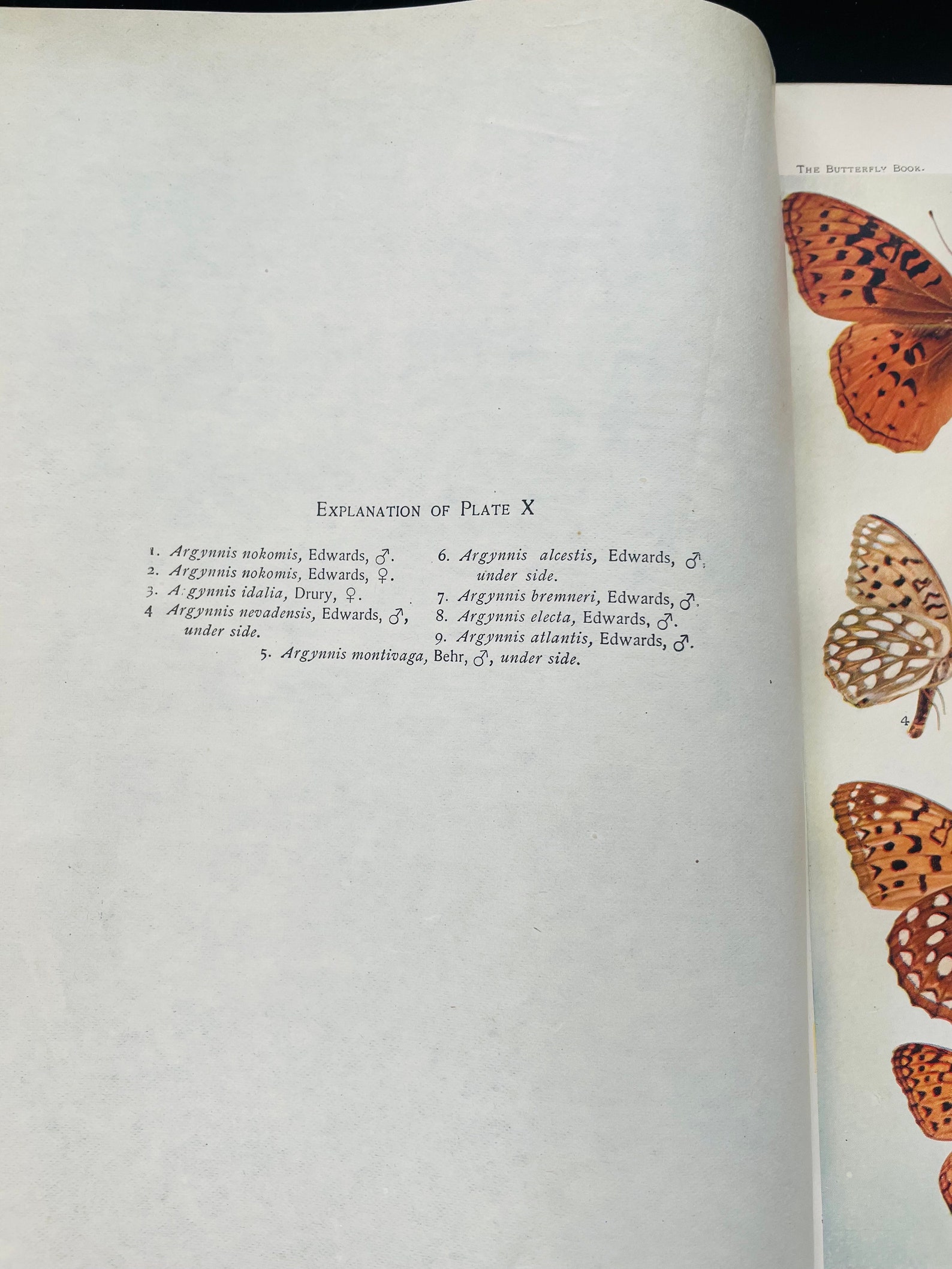 Butterfly Art Print Holland 1898 Argynnis 9 Orange Butterflies Plate X ...