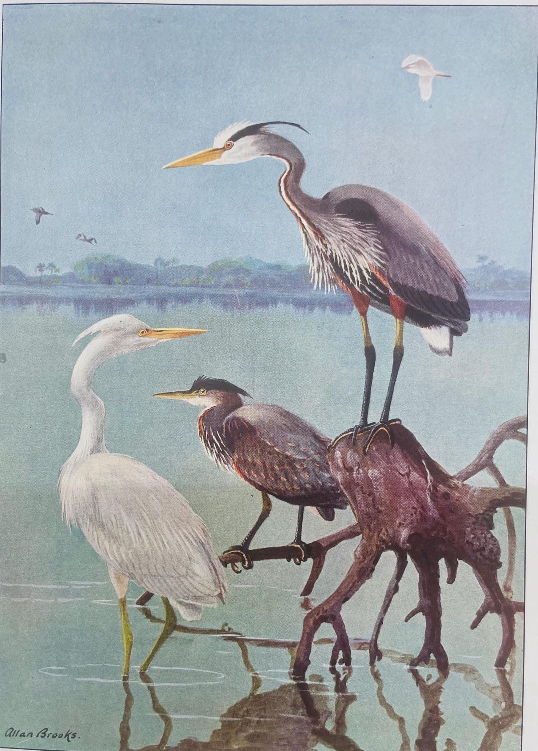 Allan Brooks Heron Print: 1937 Color Illustration - Etsy