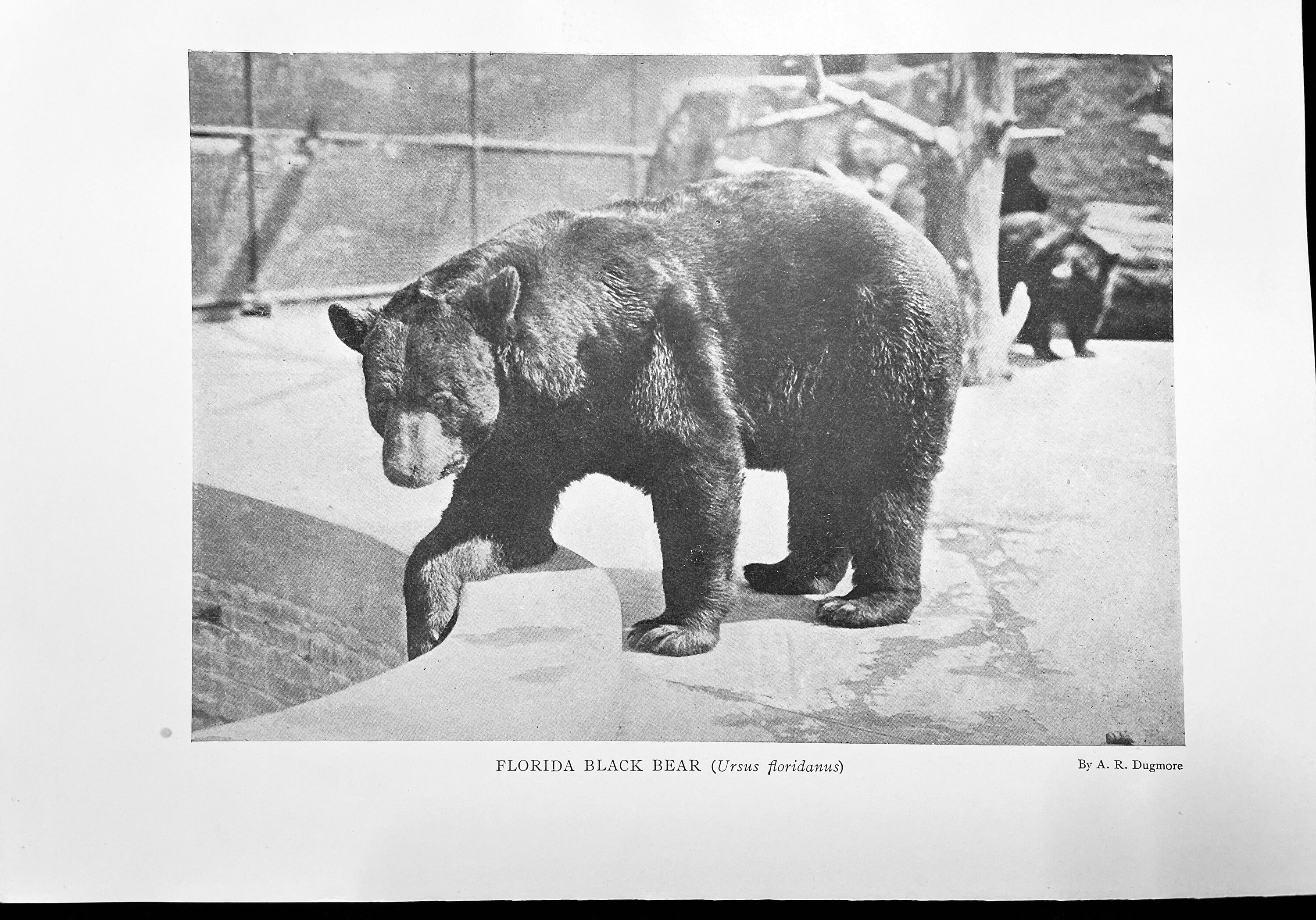 Kodiak Bear Clyde