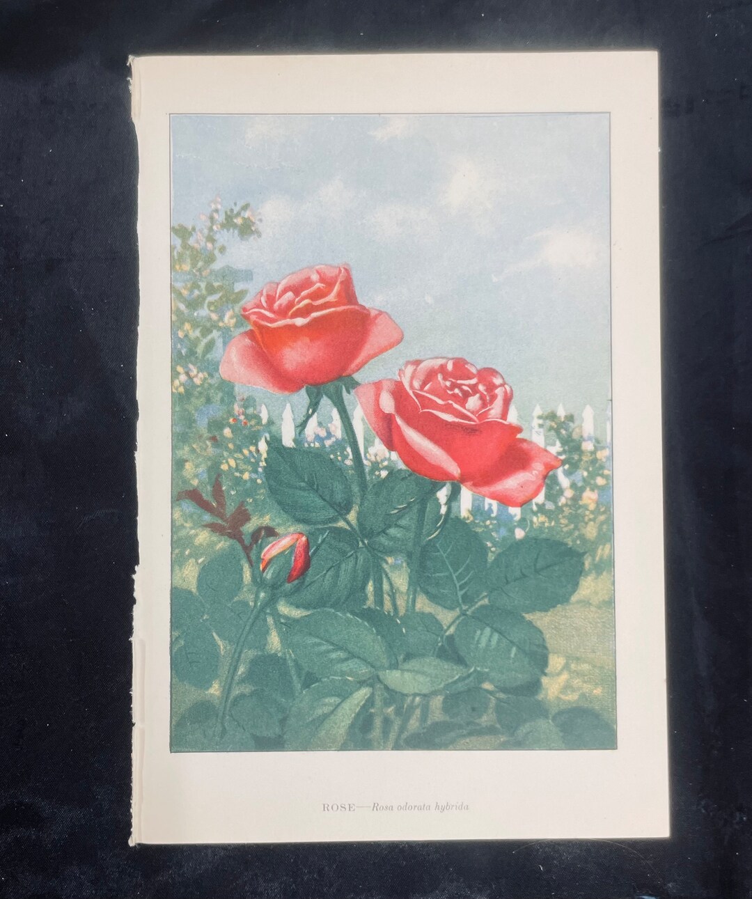 RED ROSE by Myron Van Brunt 1926 Flower Wall Art Botanical Wall Decor ...