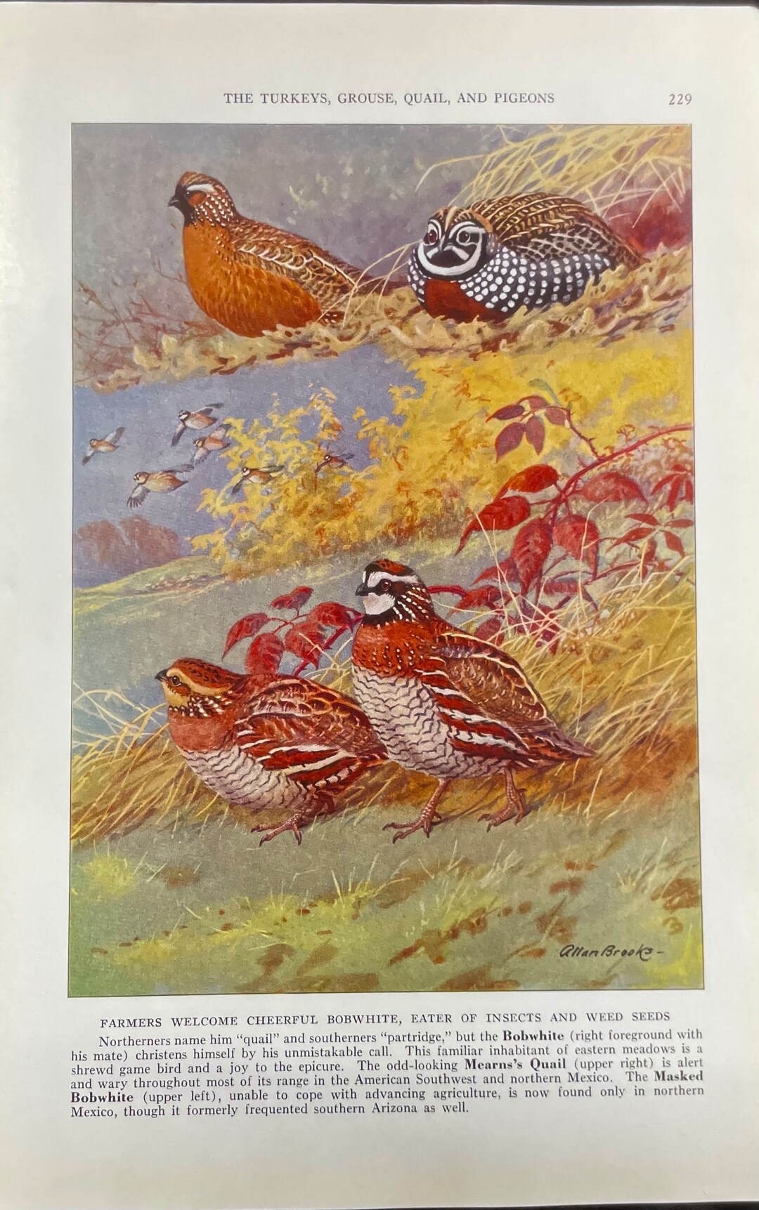 Bobwhite Quail Allan Brooks 1937 Print Color Illustration Bird Farmers ...