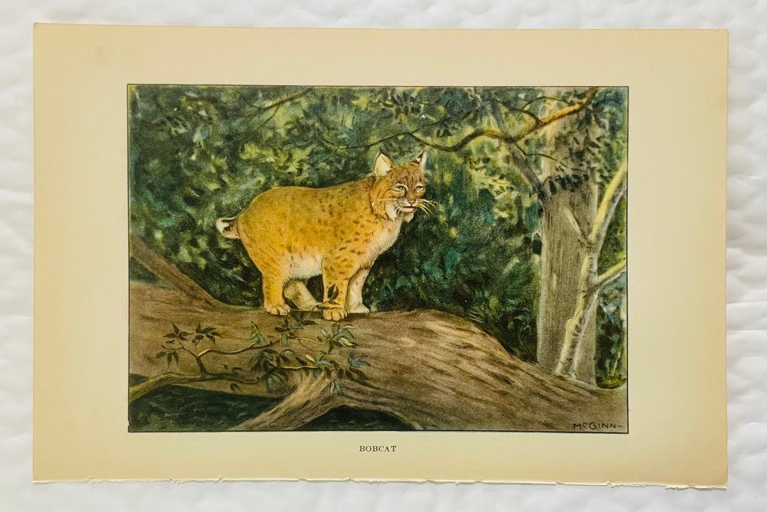 BOBCAT COLOR Art Plate Lithograph 1926 Vintage ANIMALS Mcginn - Etsy