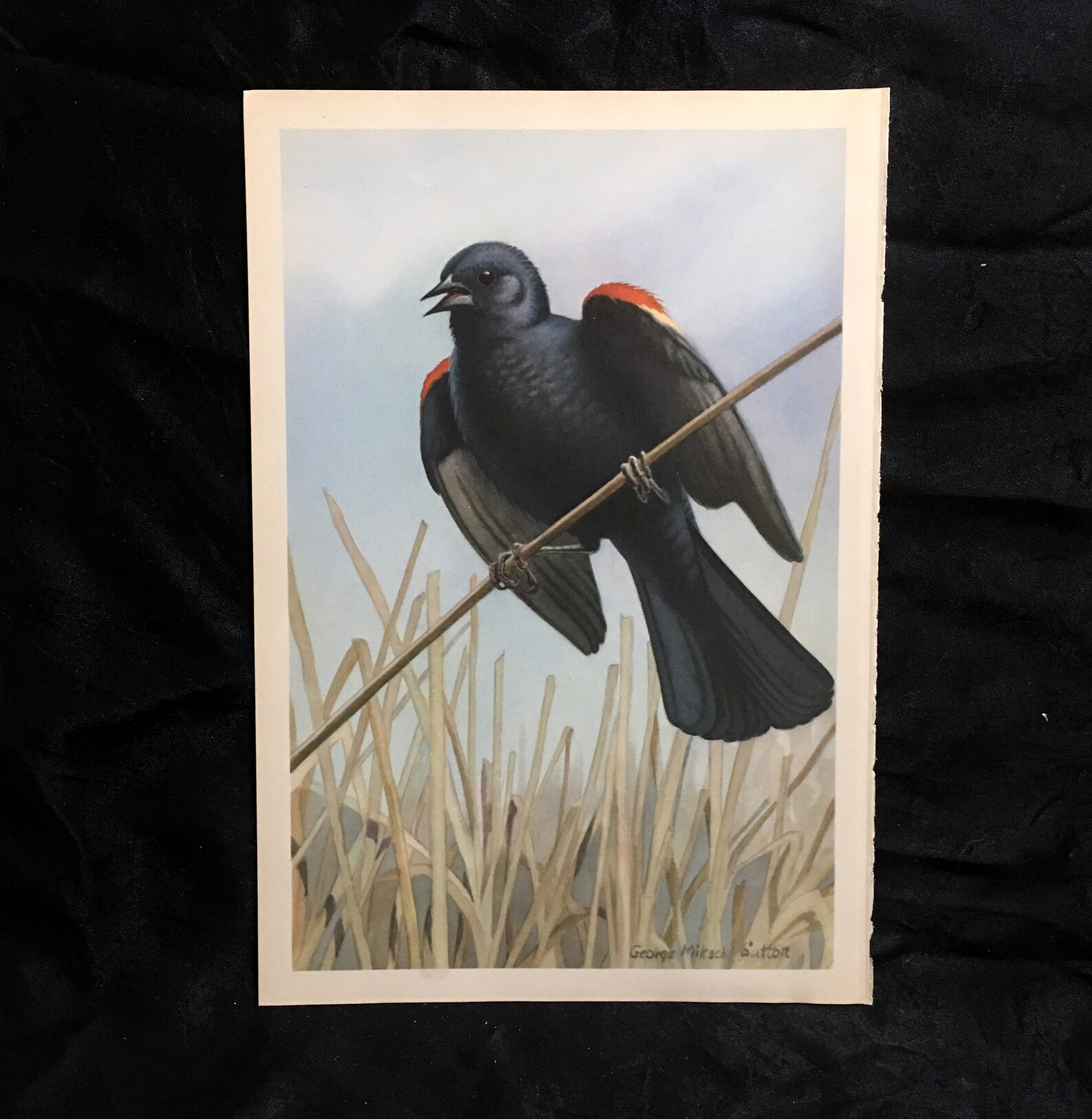 George Miksch Sutton Bird Art Print Red-wing 1939 Antique Print - Etsy
