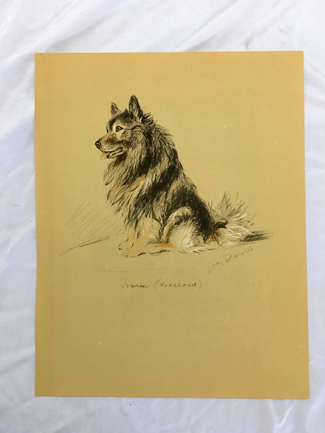 Johnnie the Keeshond Dog Drawing by Lucy Dawson Art Print | Etsy
