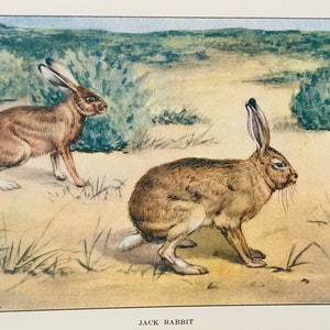 Jack Rabbit COLOR Art Plate Lithograph 1926 Vintage ANIMALS Mcginn ...