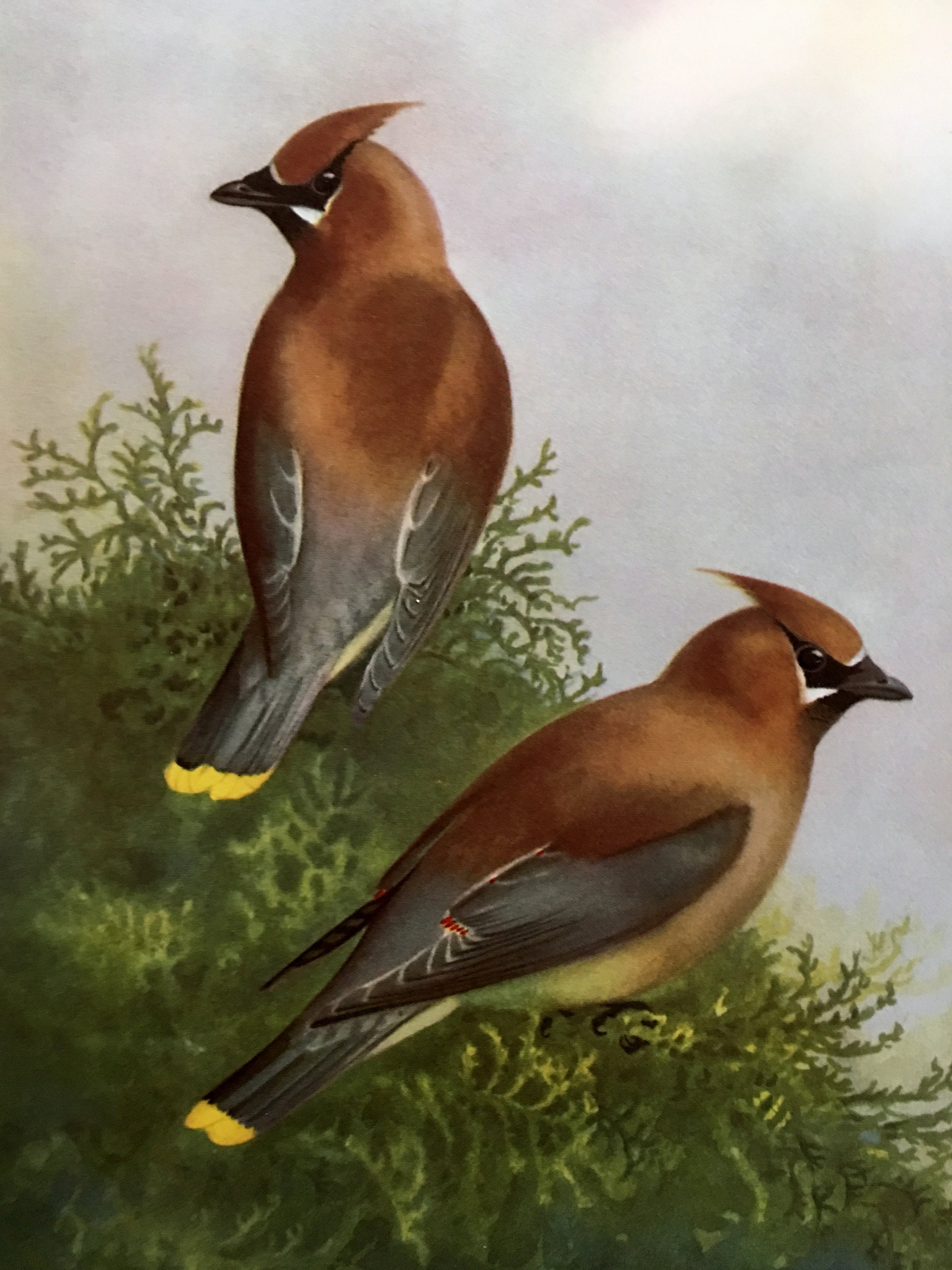 George Miksch Sutton Bird Art Print Cedar Waxwing 1939 Antique | Etsy