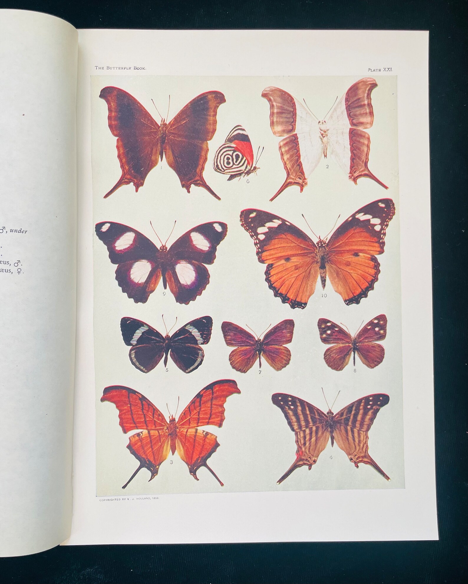 Butterfly Art Print Holland 1898 Timetes Callicore Eunisa Hypolimnas 10 ...