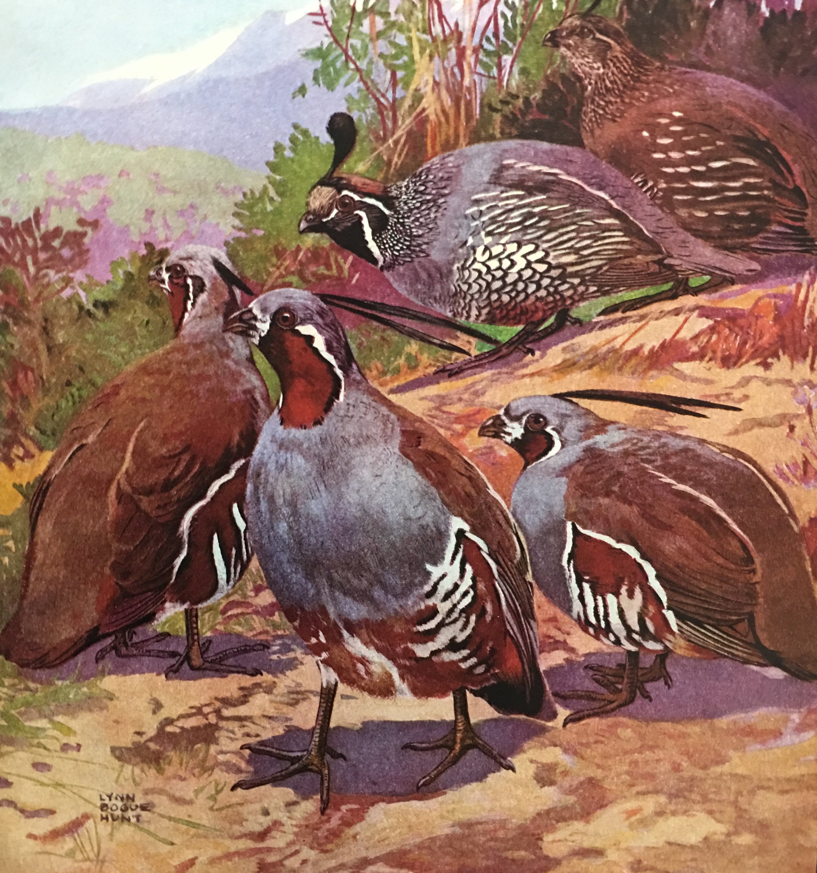 Lynn Bogue Hunt Mountain & California Quail 1941 Art Print | Etsy