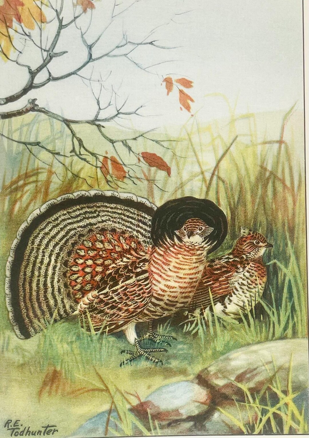 RUFFED GROUSE 1926 Vintage R.E. TODHUNTER Birds Art Print Plate ...