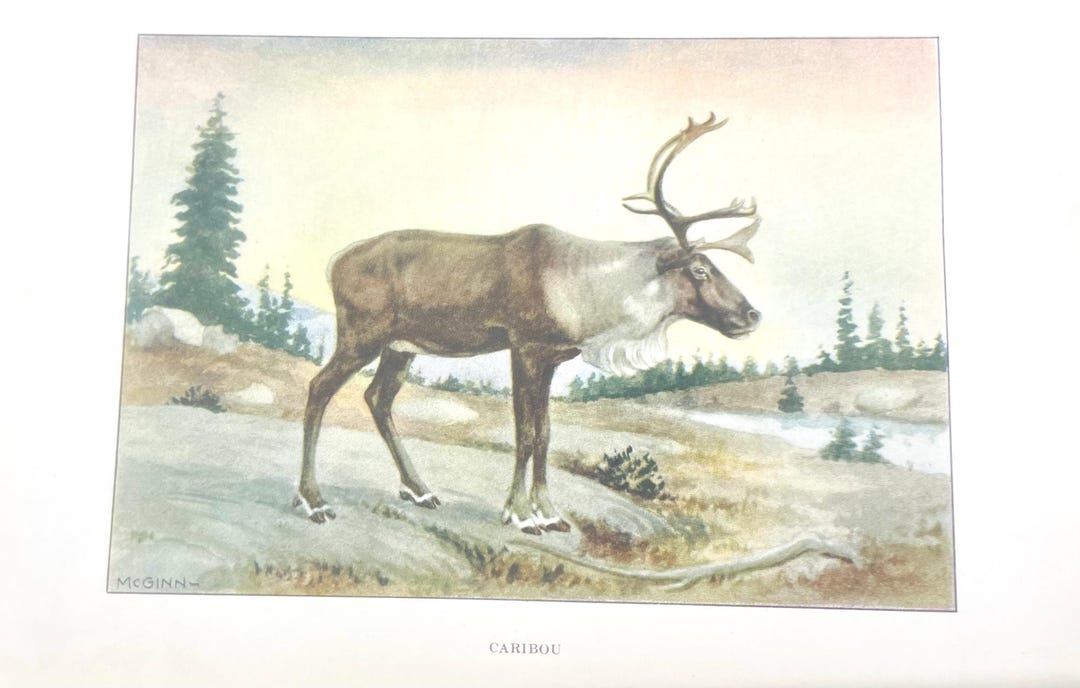 CARIBOU Color Art Plate Lithograph 1926 Vintage ANIMALS Mcginn - Etsy
