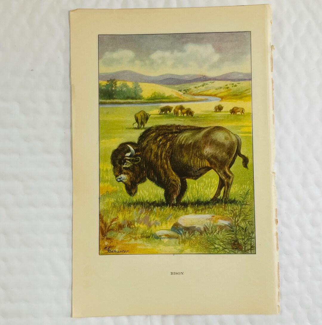 Bison Buffalo COLOR Art Plate Lithograph 1926 Vintage ANIMALS R.E ...