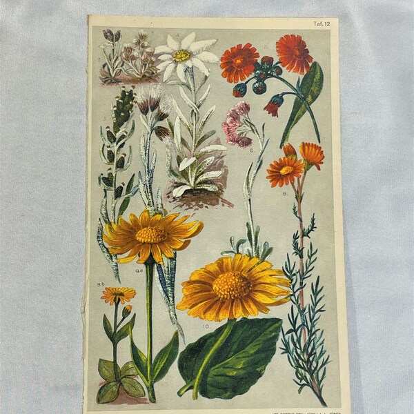 Alpine Plants - Etsy