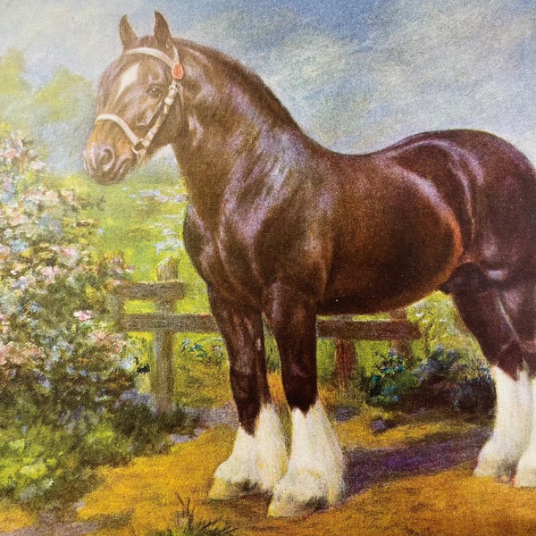 Shire Horses - Etsy