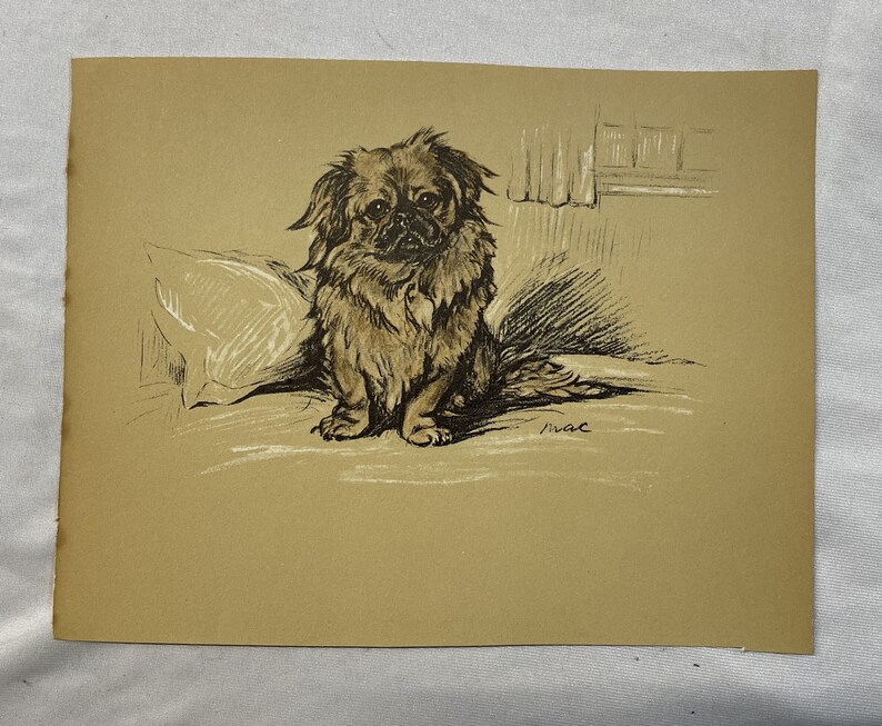 Pekingese Drawing by Lucy Dawson Art Print 1937 Lithograph George - Etsy
