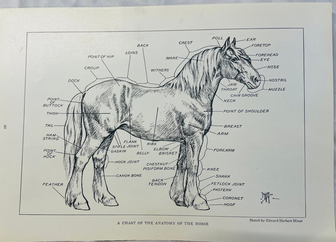 Chart of the Anatomy of the Horse by Edward Miner 1923 Antique ...
