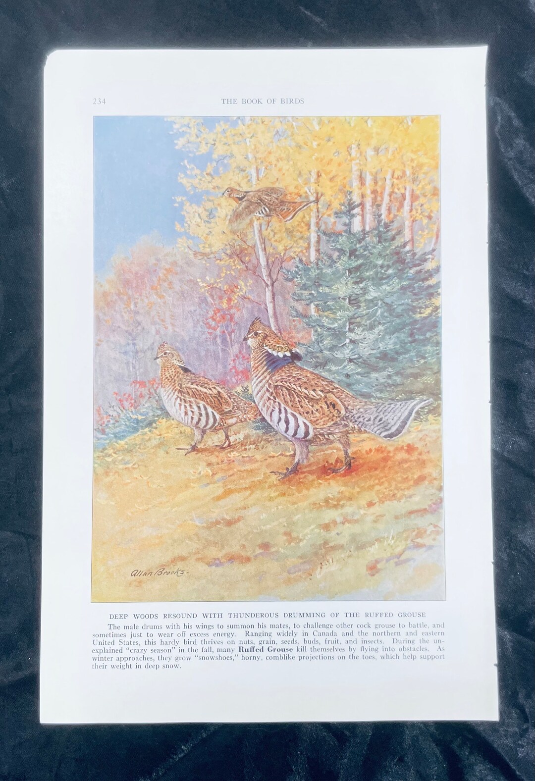 Ruffed Grouse Allan Brooks 1937 Print Color Illustration Bird - Etsy