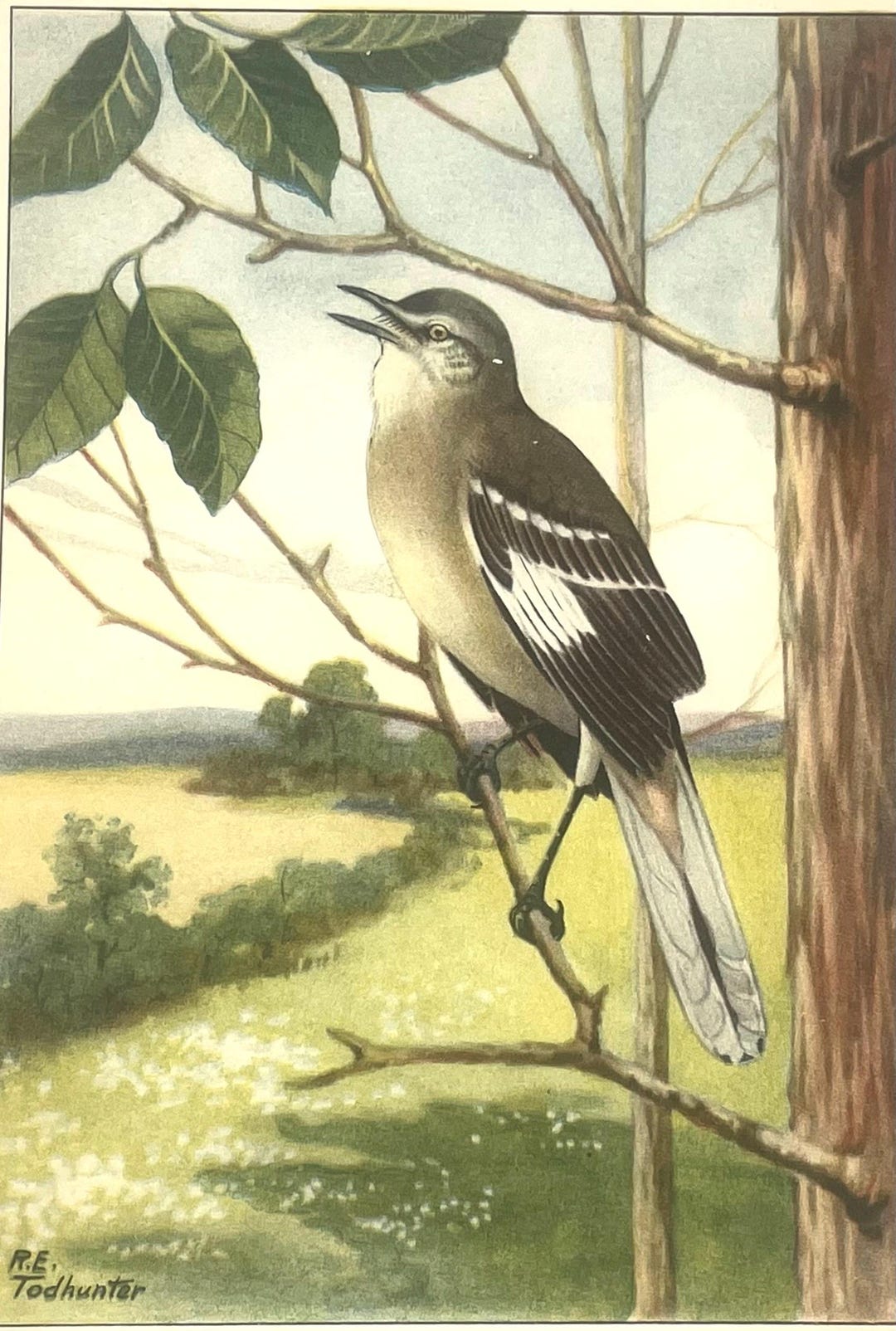 Mockingbird 1926 Vintage R.E. TODHUNTER Birds Art Print Plate ...