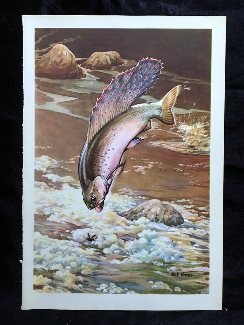 Bob Hines Wildlife Art Print Fish Alaska 1946 Graying Antique - Etsy