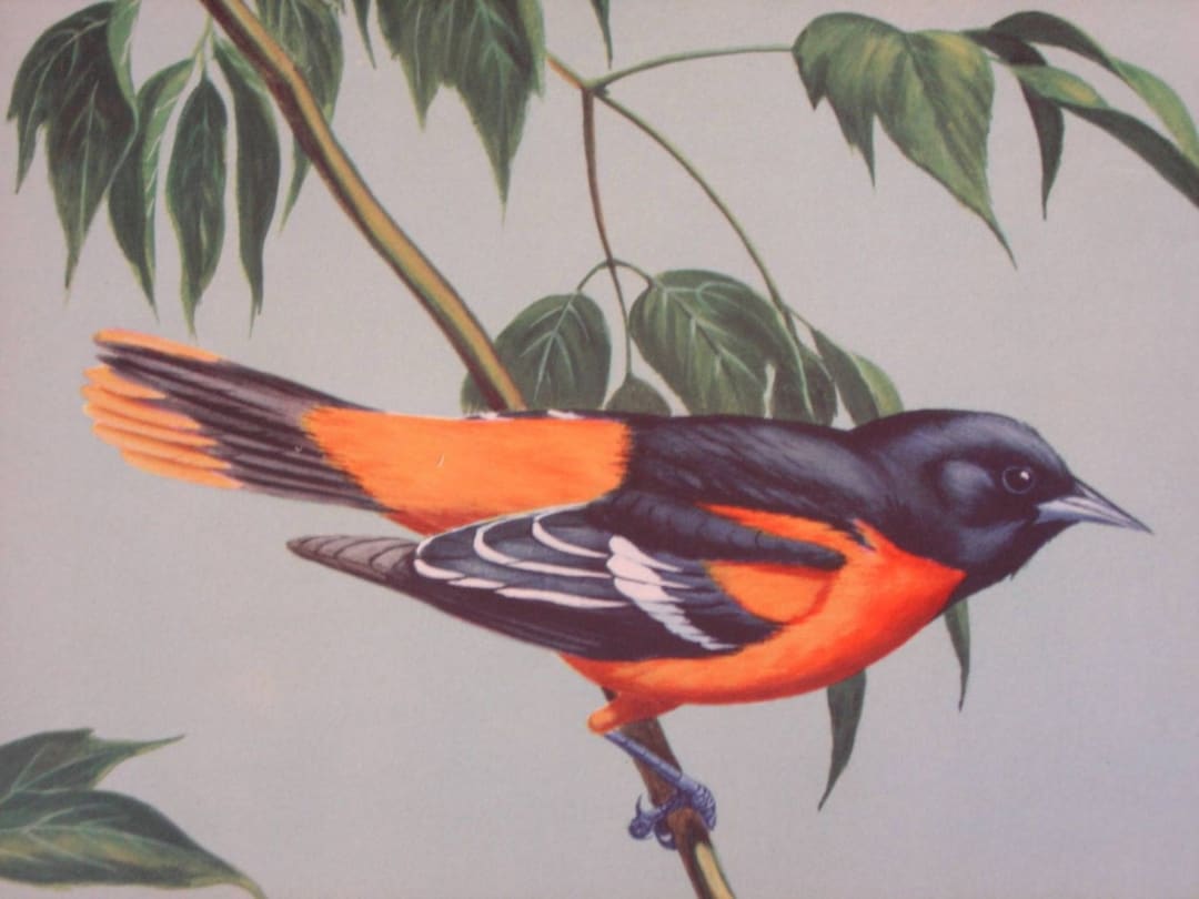 Walter Alois Weber Unframed BIRD Art Print 1933 Color Lithograph ...