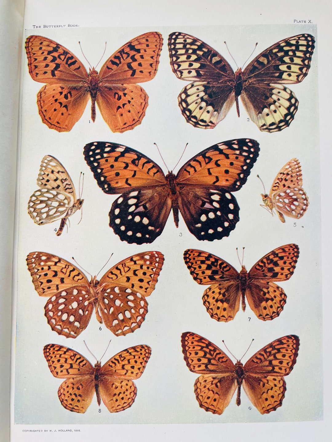 Butterfly Art Print Holland 1898 Argynnis 9 Orange Butterflies Plate X ...