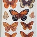 Butterfly Art Print Holland 1898 Argynnis 9 Orange Butterflies Plate X ...