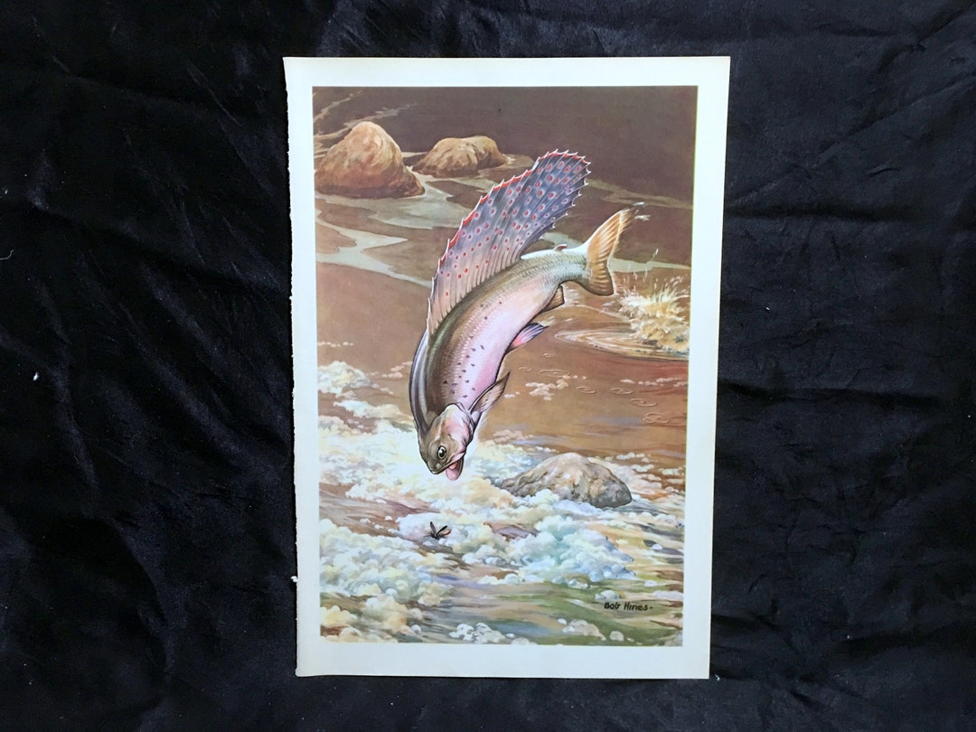 Bob Hines Wildlife Art Print Fish Alaska 1946 Graying Antique ...