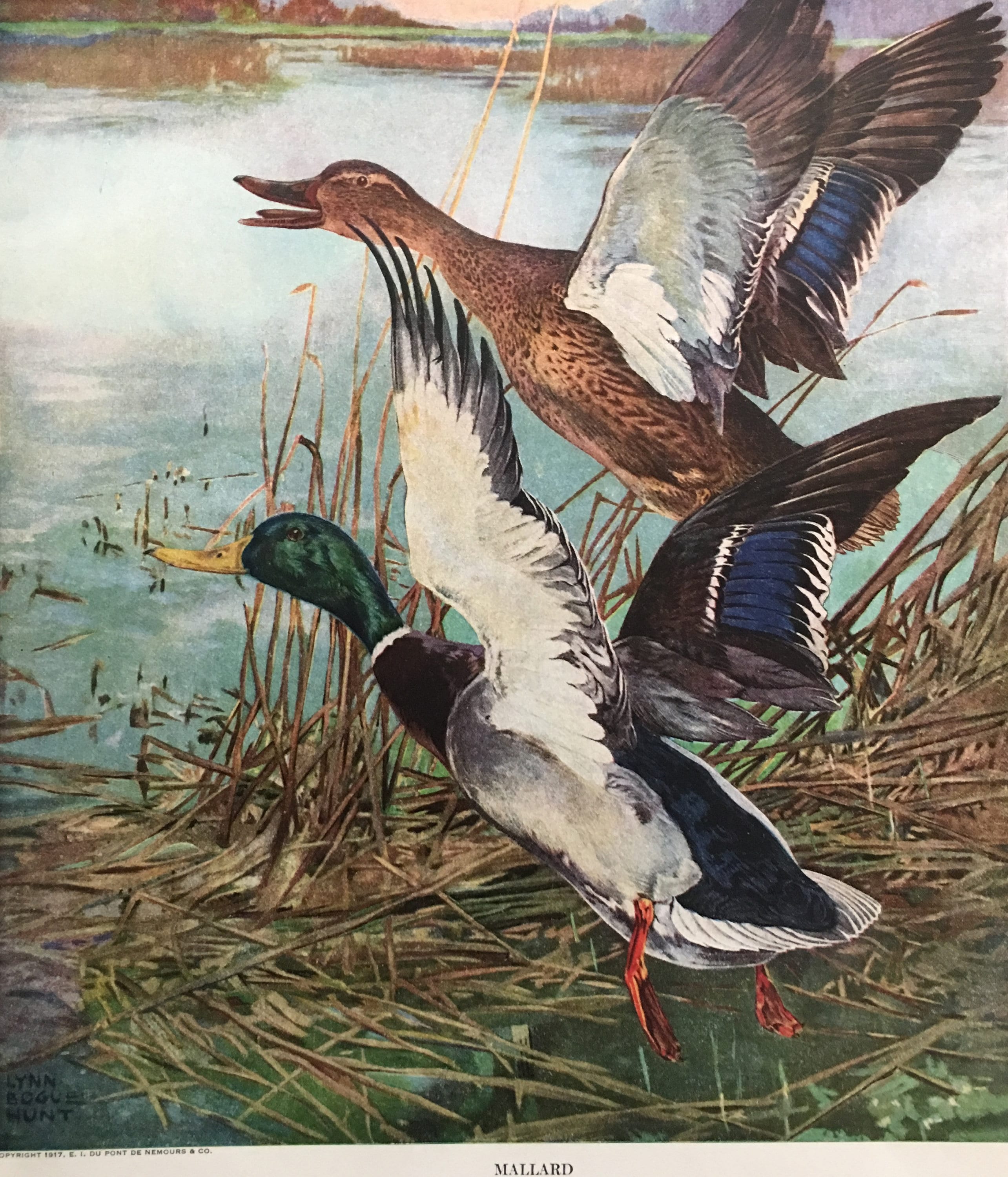 Lynn Bogue Hunt Mallard 1941 Art Print Lithograph Birds Duck | Etsy