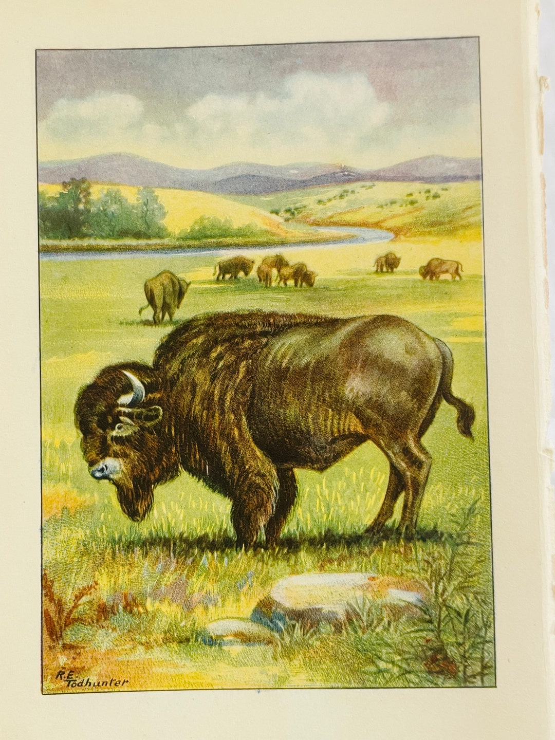 Bison Buffalo COLOR Art Plate Lithograph 1926 Vintage ANIMALS R.E ...