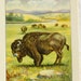 Bison Buffalo COLOR Art Plate Lithograph 1926 Vintage ANIMALS R.E ...