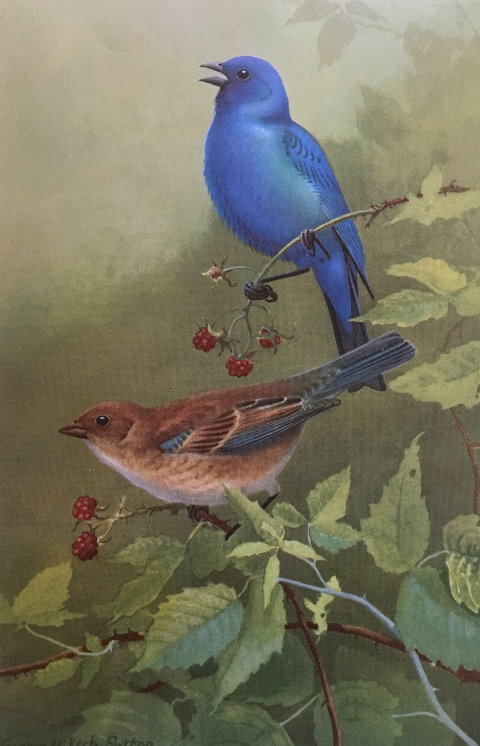 George Miksch Sutton Bird Art Print Indigo Bunting 1939 - Etsy