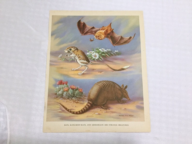 Walter Alois Weber Bat Armadillo Kangaroo Rat 1934 Art Print - Etsy