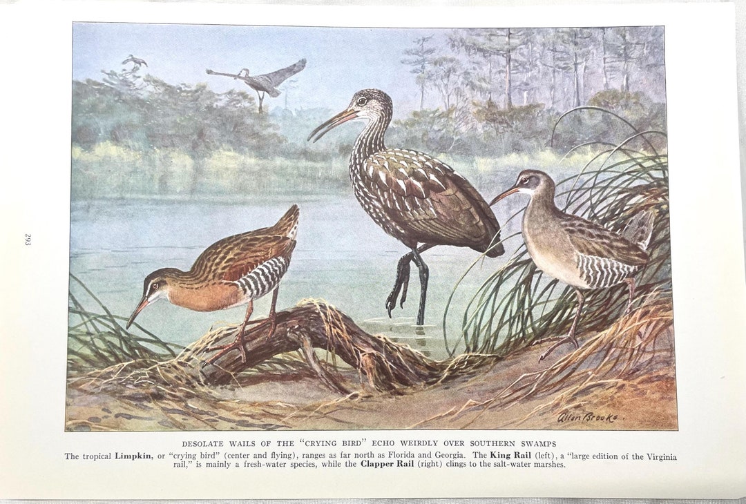 King Rail & Clapper Rail Allan Brooks 1937 Print Color Illustration ...