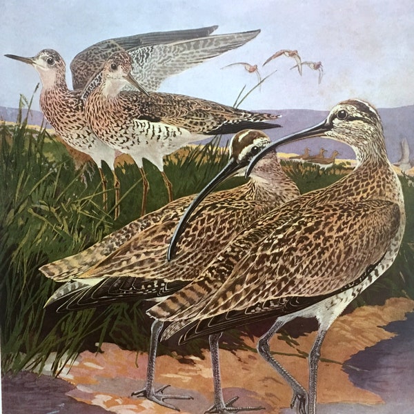 Upland Hunt Art - Etsy
