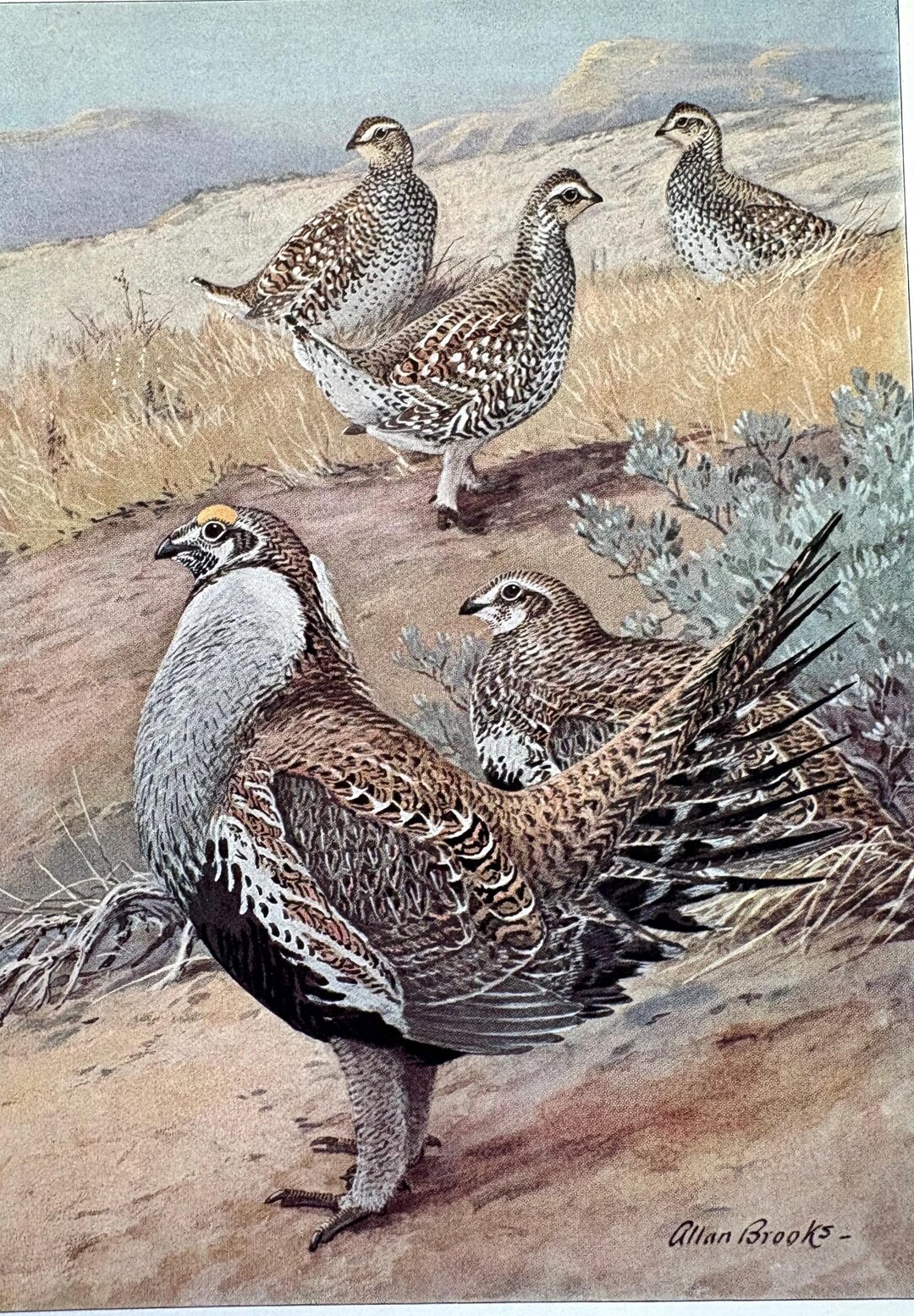 Sage Hen GROUSE Allan Brooks 1937 Print Color Illustration Bird - Etsy