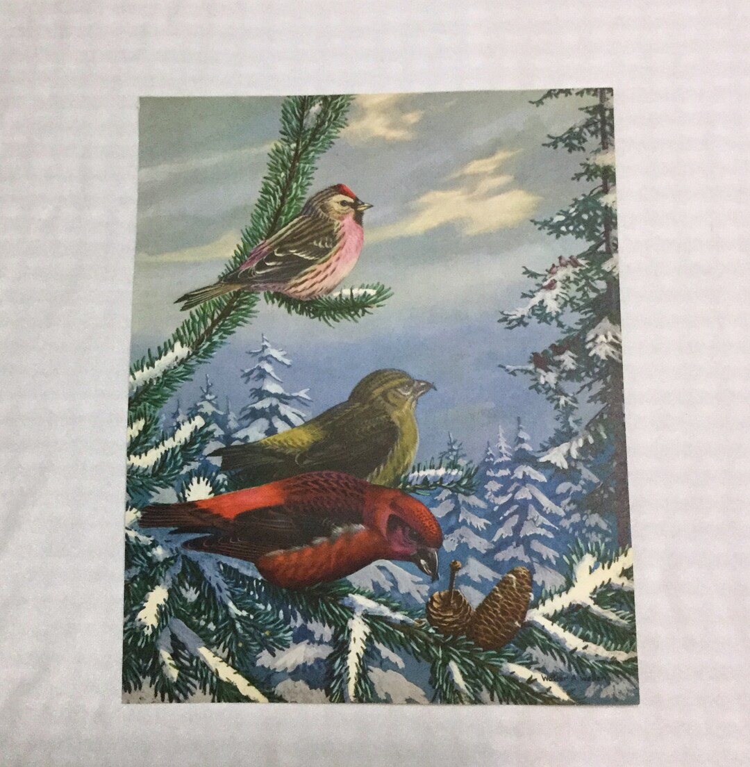 American Crossbill & Redpoll Bird Art Print by Walter Weber, 1933 - Etsy