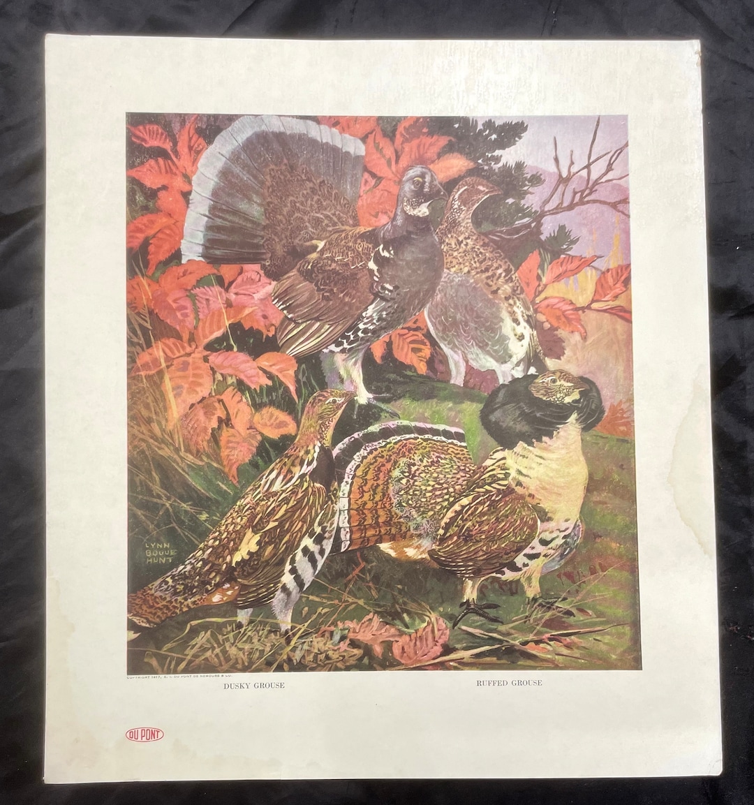 Lynn Bogue Hunt Dusky & Ruffed GROUSE 1917 Du Pont Art Print Lithograph ...