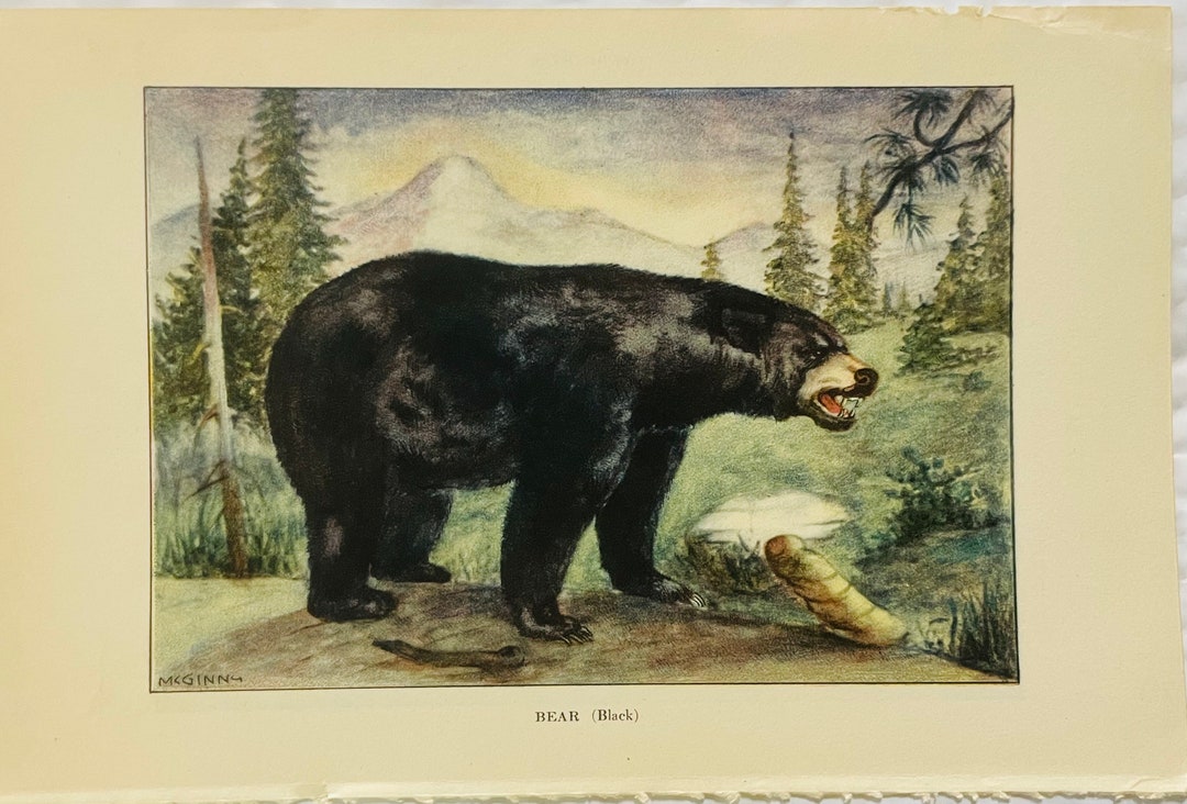 Black Bear COLOR Art Plate Lithograph 1926 Vintage ANIMALS Mcginn - Etsy