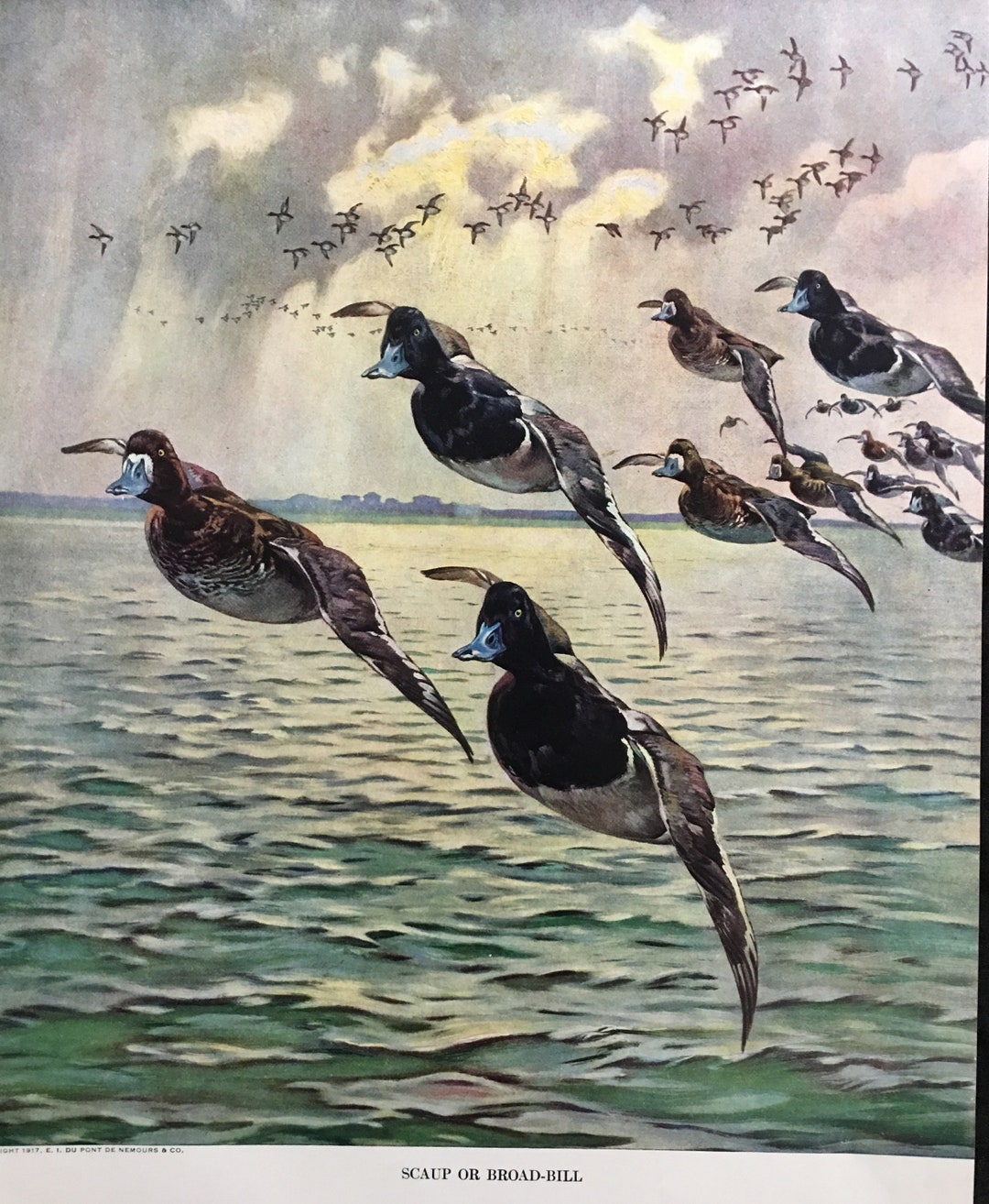 Lynn Bogue Hunt: Scaup Ducks in Flight, 1941 Vintage Lithograph - Etsy