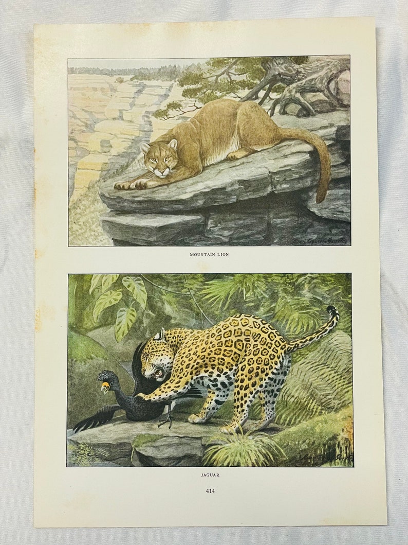 Jaguar and Mountain Lion Louis Agassiz Fuertes Vintage Print 1918 ...