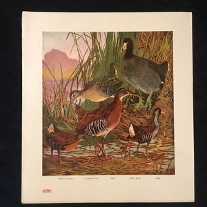 Lynn Bogue Hunt Virginia Clapper King Rail Coot Sora 1917 Du Pont Art ...