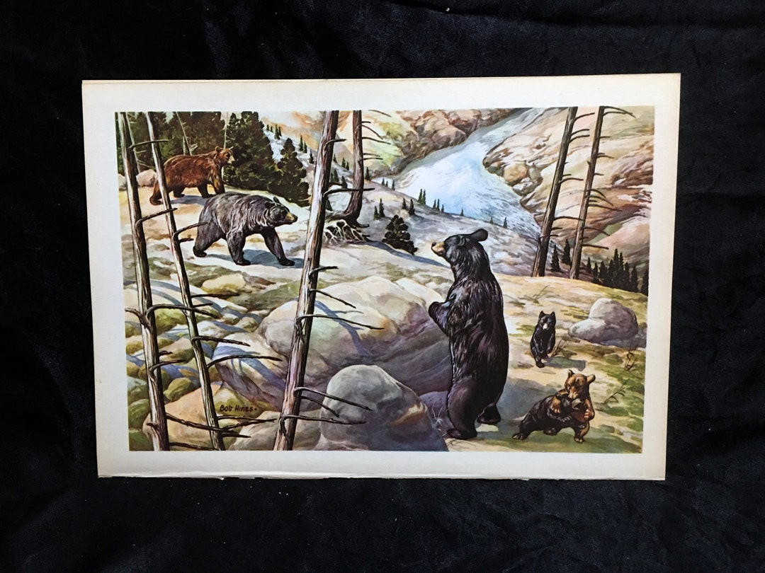 Bob Hines Wildlife Art Print 1946 Black Bear Family Cubs Antique ...