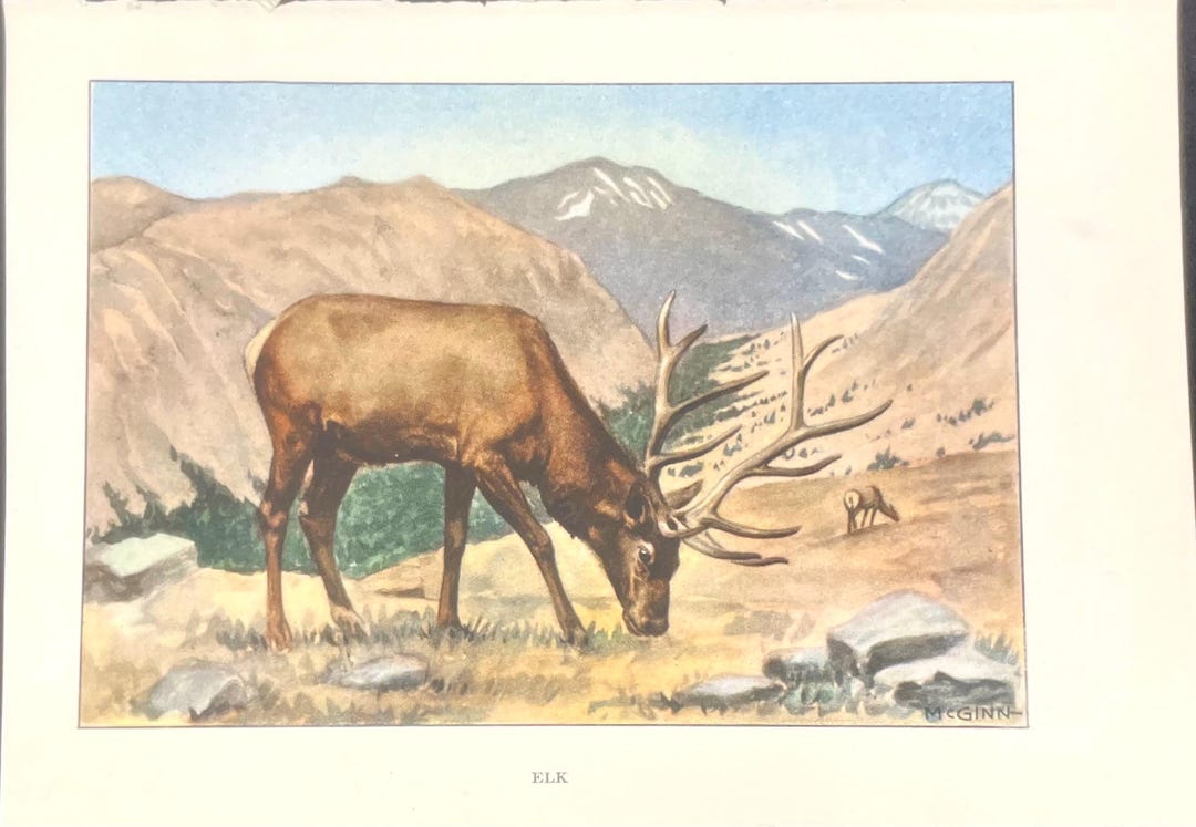 ELK Color Art Plate Lithograph 1926 Vintage ANIMALS Mcginn - Etsy