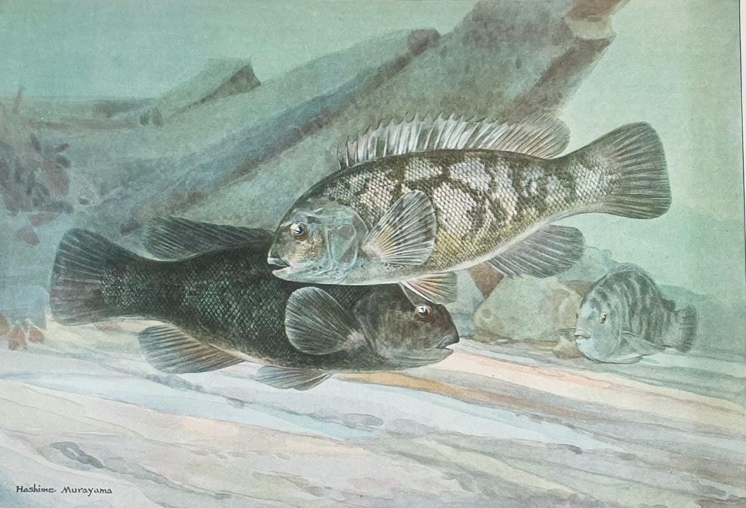 Fish Print TAUTOG Black Fish Hashime Murayama 1924 Antique Art - Etsy