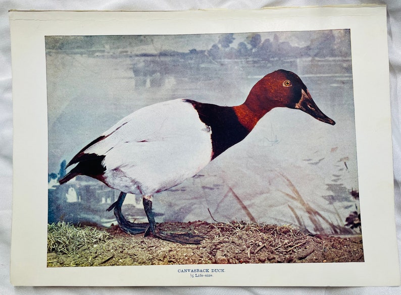 Canvasback Duck Neltje Blanchan 1904 Art Print Color Illustration Bird ...
