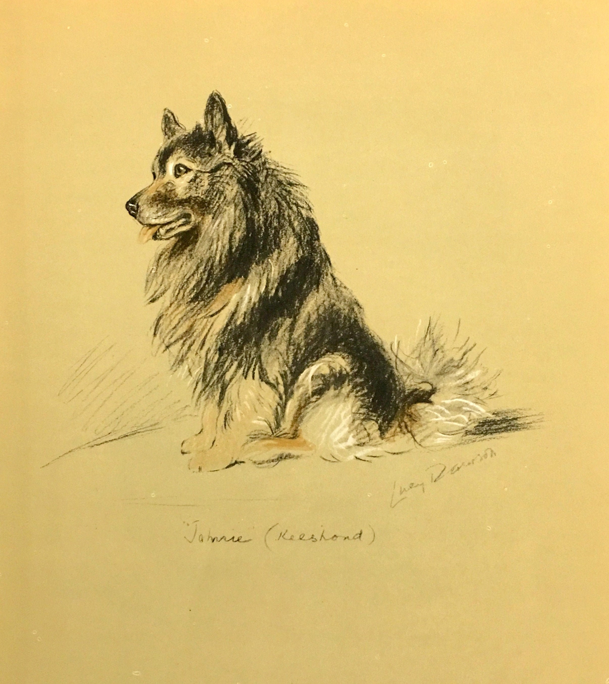 Johnnie The Keeshond Dog Drawing by Lucy Dawson Art Print | Etsy