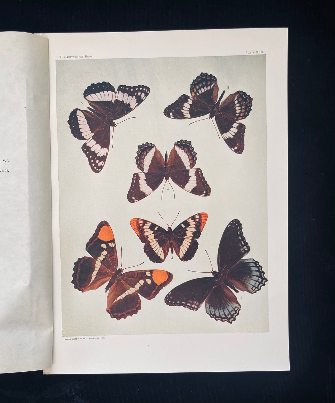 Butterfly Art Print Holland 1898 6 Butterflies Plate XXII - Etsy