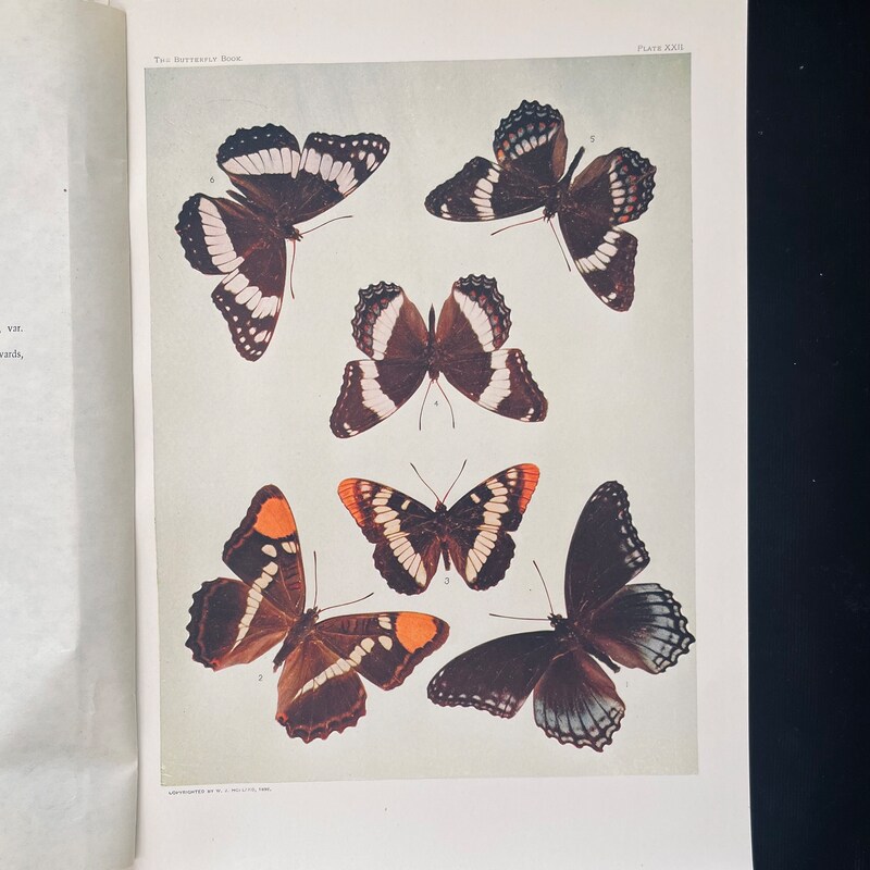 Butterfly Lithograph - Etsy